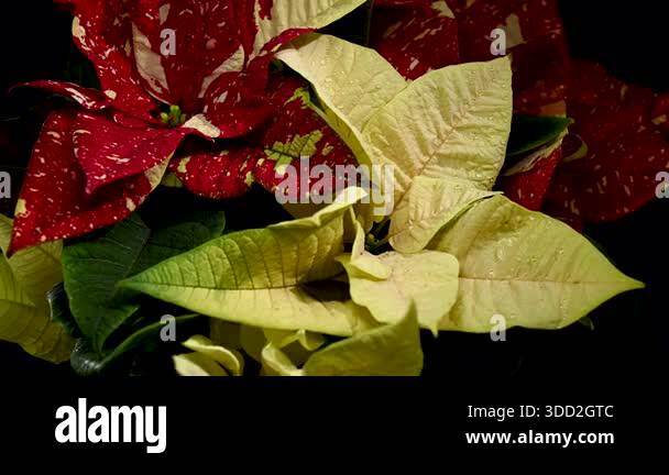 Close-up 4K video of a the beautiful Poinsettia Jingle Bell with ...