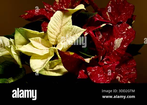 Close-up 4K video of a the beautiful Poinsettia Jingle Bell with ...