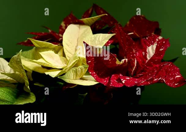 Close-up 4K video of a the beautiful Poinsettia Jingle Bell with ...