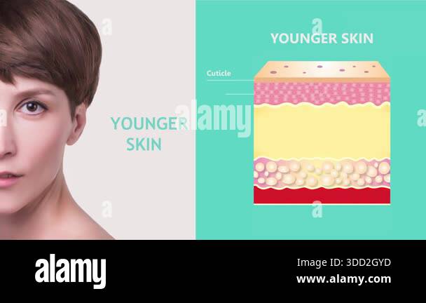 The diagram of younger skin and aging skin showing the decrease in ...