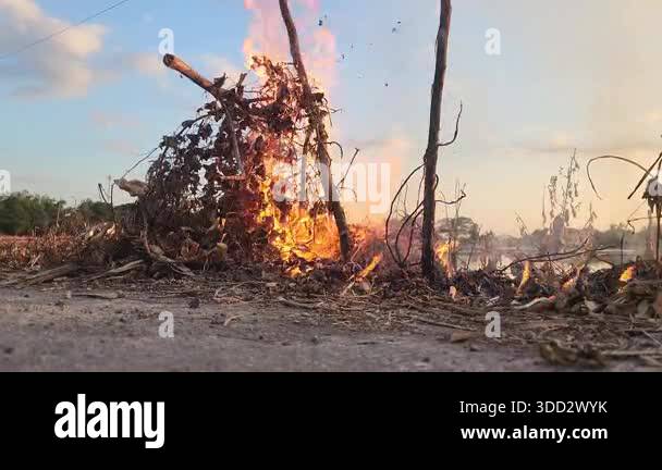 Fire burning dry leaves and branches on the ground outdoor. Concept of ...