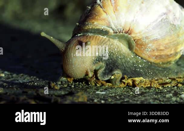 Close up snail macro shell wet slimy texture brown ground glistening ...