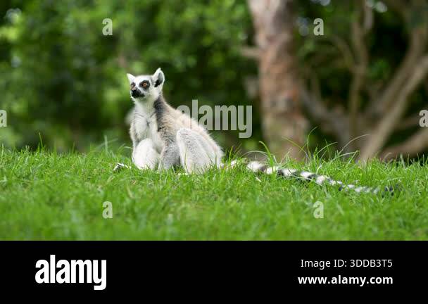 A ring tailed lemur sits alert on lush green grass, surrounded by trees ...