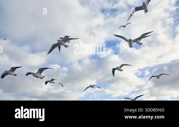 Seagulls flying in the sky Stock Video Footage - Alamy