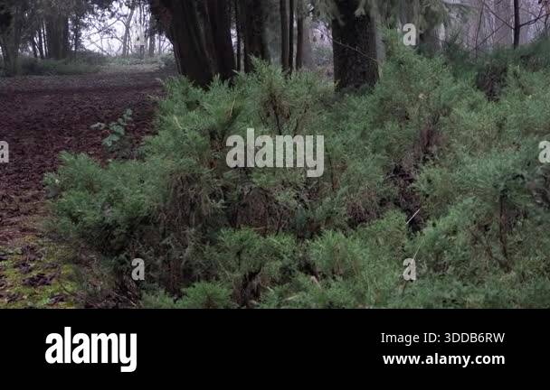 Eerie view tall tree Stock Videos & Footage - HD and 4K Video Clips - Alamy