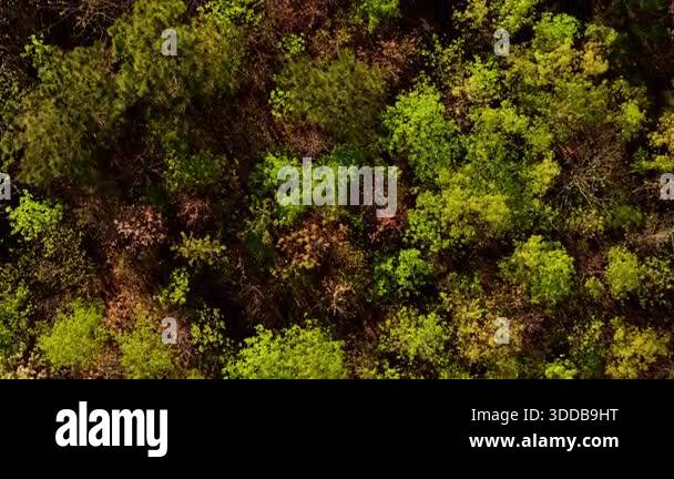 Aerial top down view of a dense green forest with lush tree canopies ...