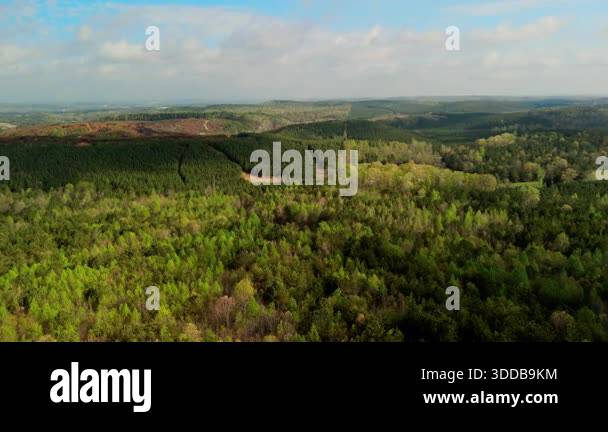 Aerial drone view of dense green forest with lush woodland. Spring time ...