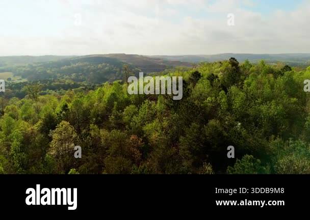 Aerial top down view of dense green forest with lush tree canopies ...