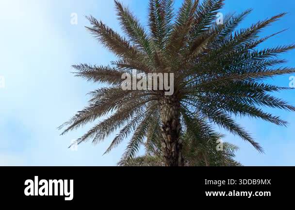 Close-up upward view of a tall palm tree with long, feathery fronds ...