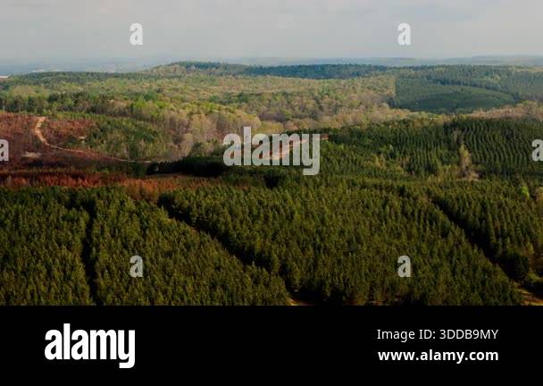 Aerial view of dense green forest with lush woodland. Spring time. High ...