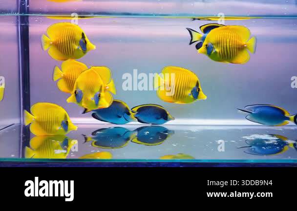 Vibrant Marine Life Filmed in Aquarium Exotic Fish Swim in Motion ...