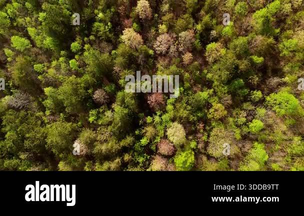 Aerial top down view of dense green forest with lush tree canopies ...