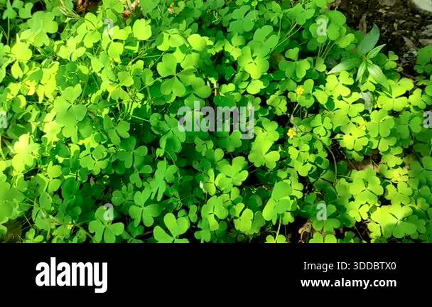 A close-up of lush green clover or oxalis leaves forms a natural ...