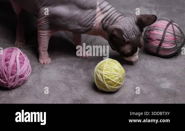 A hairless canadian sphynx cat moves on a gray studio surface ...