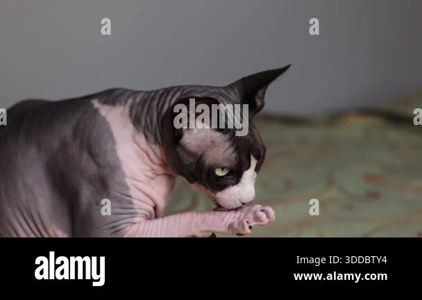 A hairless canadian sphynx cat licks its paw in a seated pose, showing ...