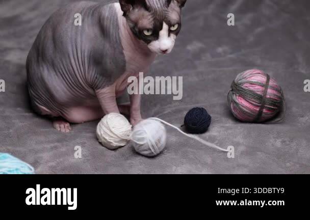 A hairless canadian sphynx cat sits upright on a gray studio floor ...