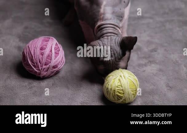 A hairless canadian sphynx cat lies on a gray studio surface beside ...