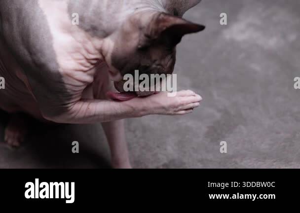 A hairless canadian sphynx cat washes and grooms itself in a studio ...