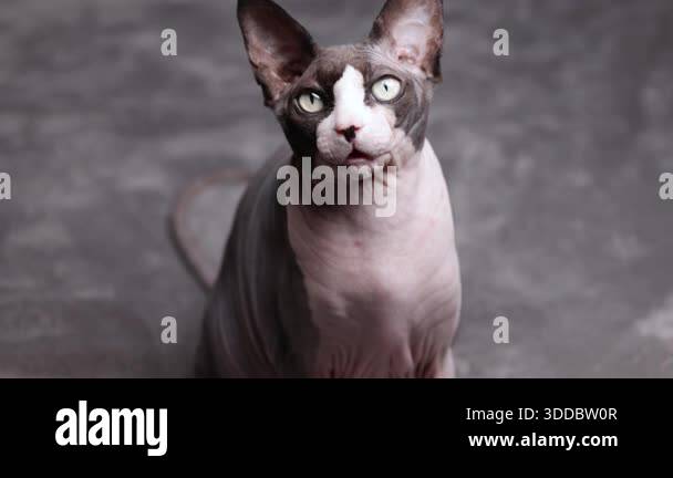 A hairless canadian sphynx cat poses with a calm forward stare in a ...