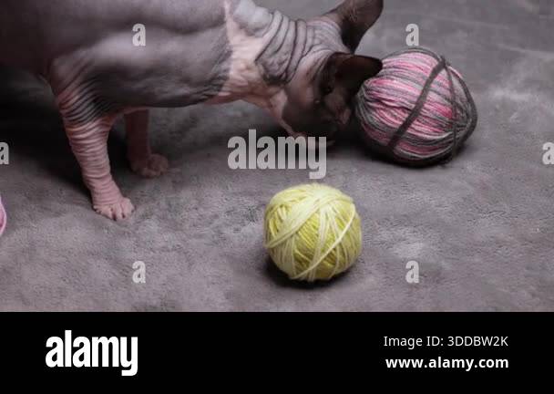 A hairless canadian sphynx cat rests on a gray studio floor near pink ...