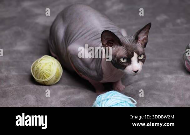 A hairless canadian sphynx cat lies close to yellow and blue yarn balls ...