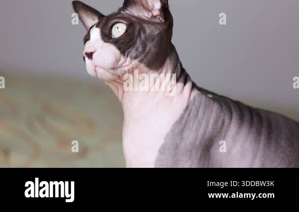 A hairless canadian sphynx cat looks upward while the camera tilts up ...