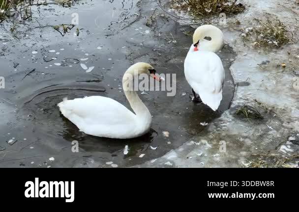 On an icy lake shore one swan shakes its tail in short bursts while a ...