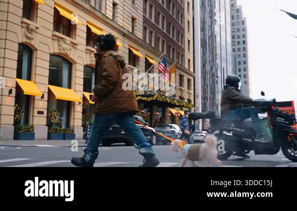 New York, USA, 5 December 2025: Person Walking Dog Past Holiday ...