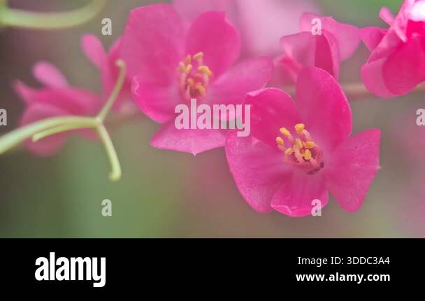 Ghost ants collect nectar from Coral Vine flowers, Tapinoma ...