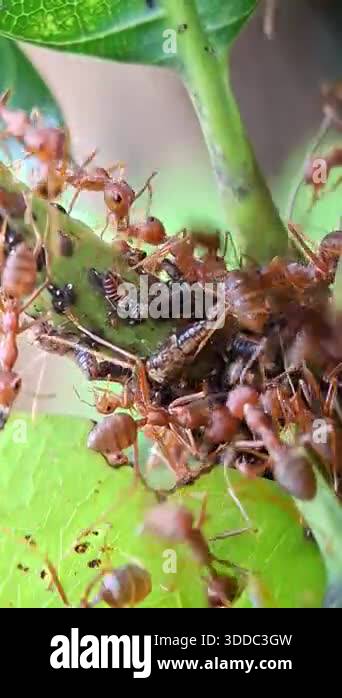 Weaver ants collecting honeydew from Mango Leafhopper nymphs ...