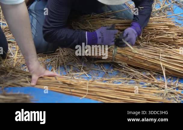 Image of how thatch bundles are made Stock Video Footage - Alamy