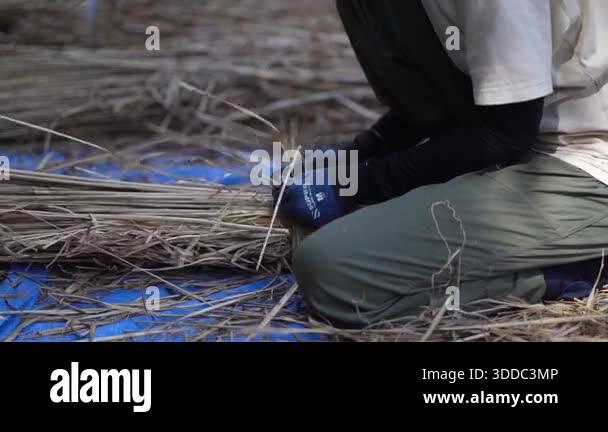 Image of how thatch bundles are made Stock Video Footage - Alamy
