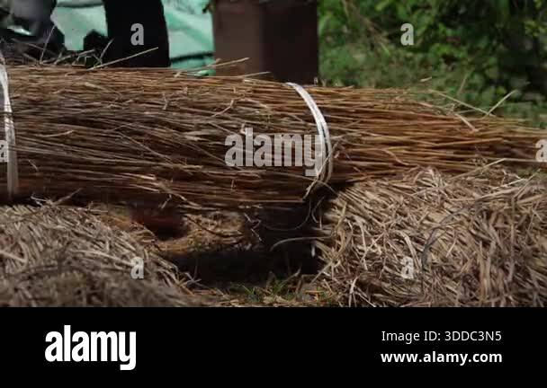 Image of a man cutting thatch Stock Video Footage - Alamy