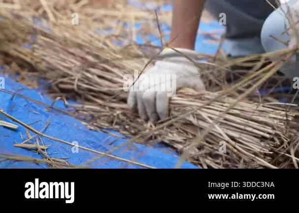 Image of how thatch bundles are made Stock Video Footage - Alamy