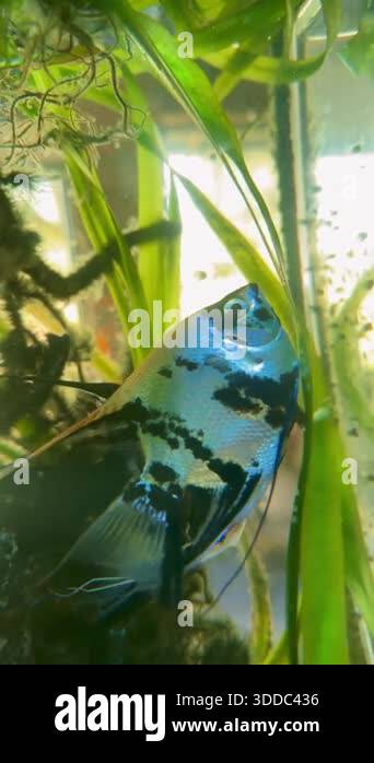 Male angelfish fertilizing and guarding eggs as female continues laying ...