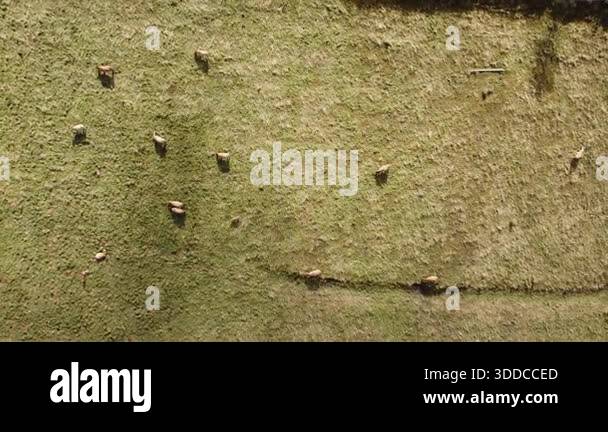 Aerial top down view of a herd of brown cows grazing in a green field ...