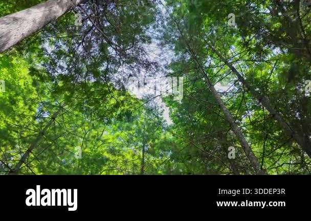 Beautiful Northern American forest vegetations view with cabin hut ...
