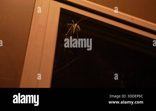 Big scary night green bug insect crawling at the glass window near ...