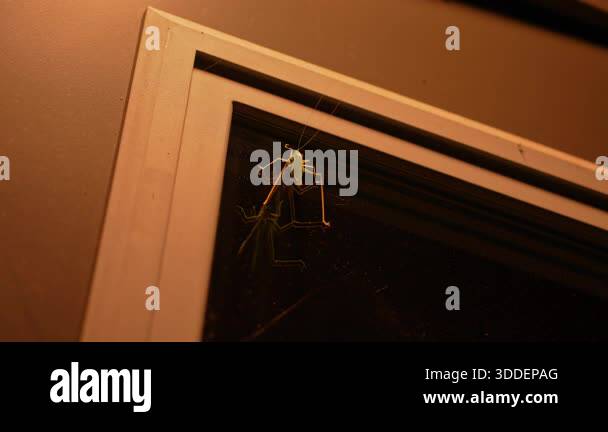 Big scary night green bug insect crawling at the glass window near ...