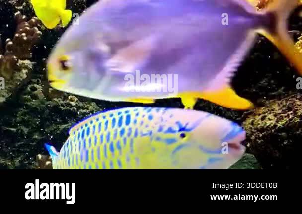 Yellow Tang with Reef Fish in Coral Aquarium Stock Video Footage - Alamy