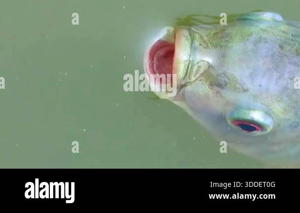 Tilapia Fish Gulping Air at Pond Surface Closeup Stock Video Footage ...