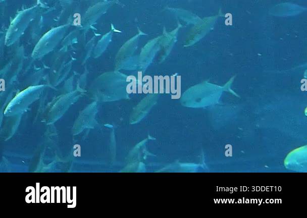 Silver Jack Fish School in Blue Aquarium Tank Stock Video Footage - Alamy