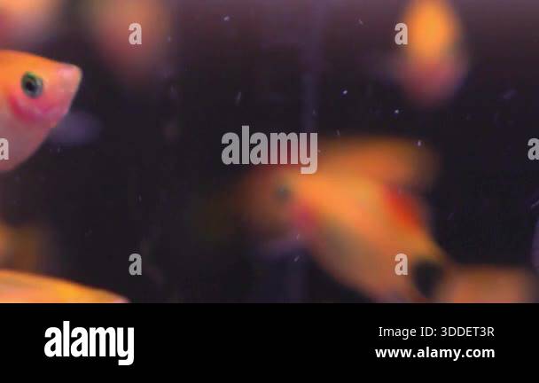 Mickey Mouse Platy Fish Closeup in Freshwater Aquarium Stock Video ...