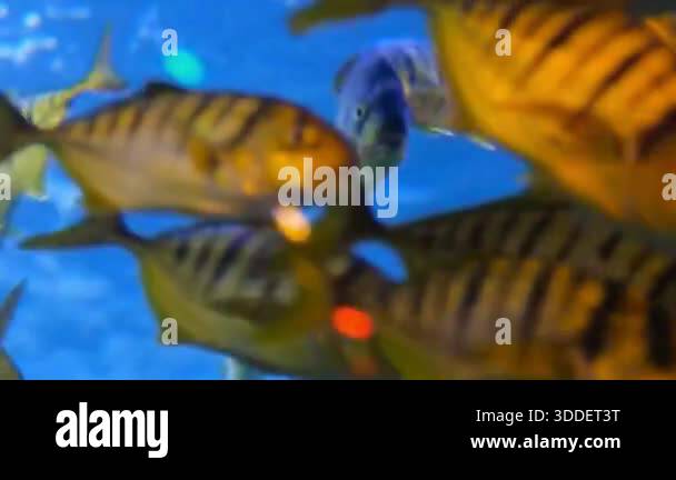 Striped sergeant fish in Stock Videos & Footage - HD and 4K Video Clips ...