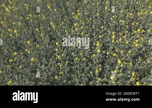 Aerial video starting upward from rapeseed flowers, transitioning into ...