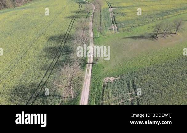 Aerial video rising above rapeseed fields, tracking a dirt road and ...