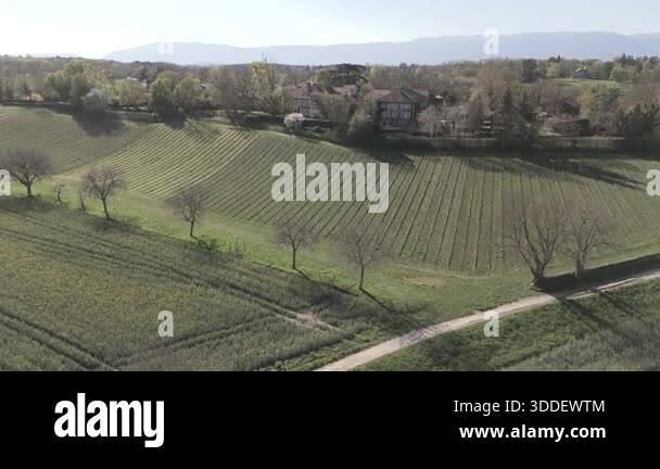 Aerial video moving above dry vineyards, revealing symmetrical rows ...