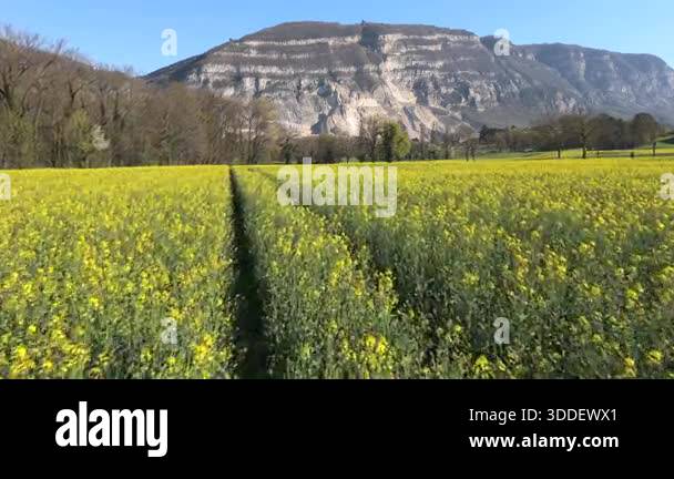 Aerial video flying low over vast yellow rapeseed fields, revealing ...