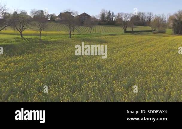 Aerial video lifting from rapeseed fields to reveal roadside trees, dry ...