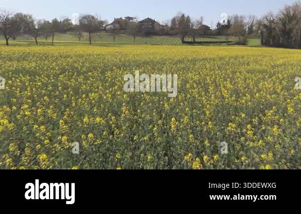 Aerial video flying low above rapeseed fields toward an old house ...